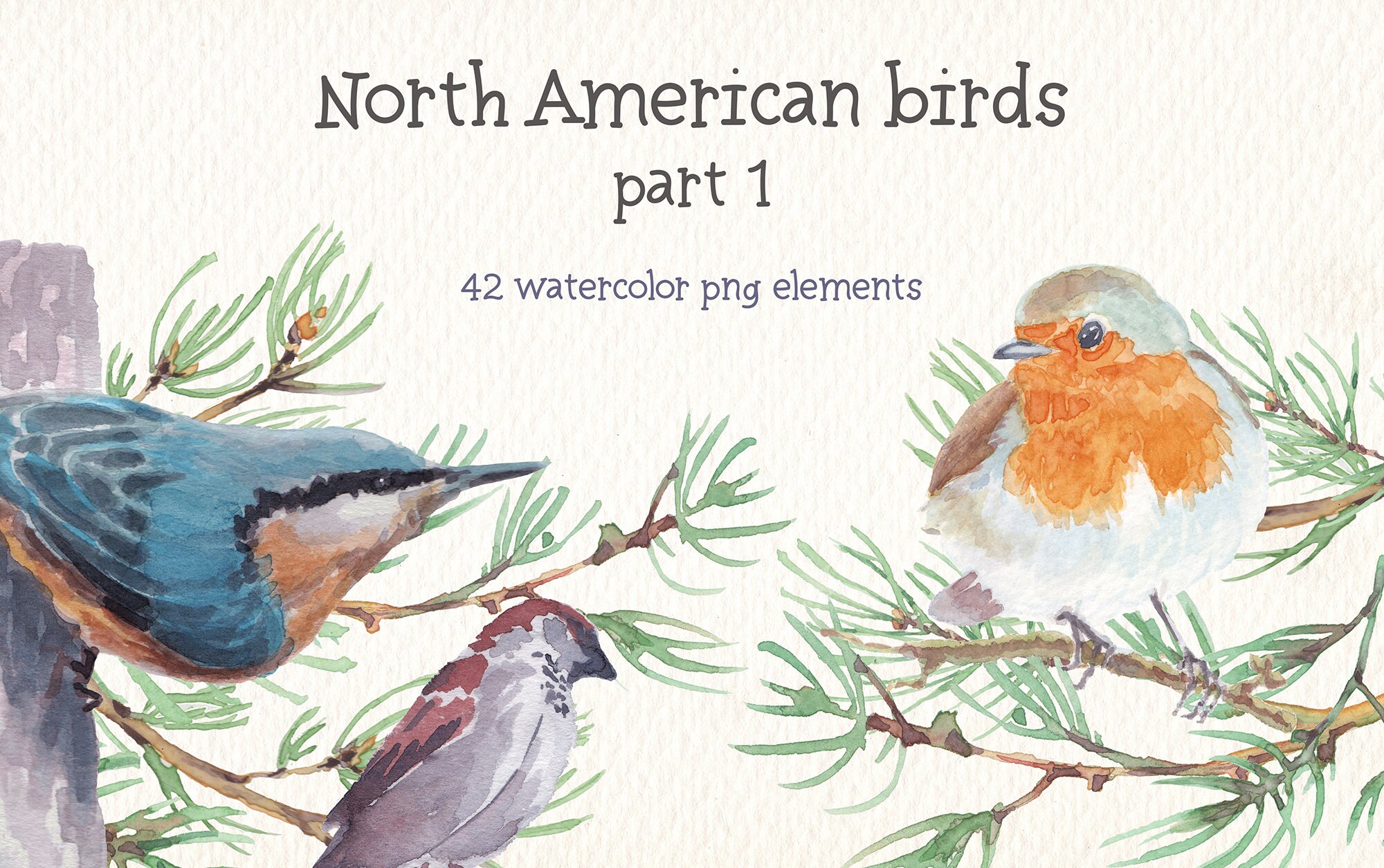 Birds of North America Watercolor Clipart - Etsy
