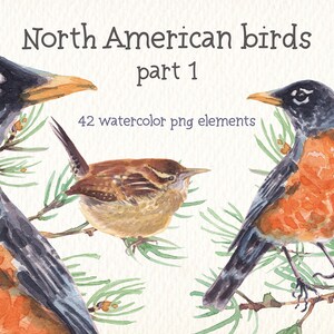 Birds of North America Watercolor Clipart - Etsy