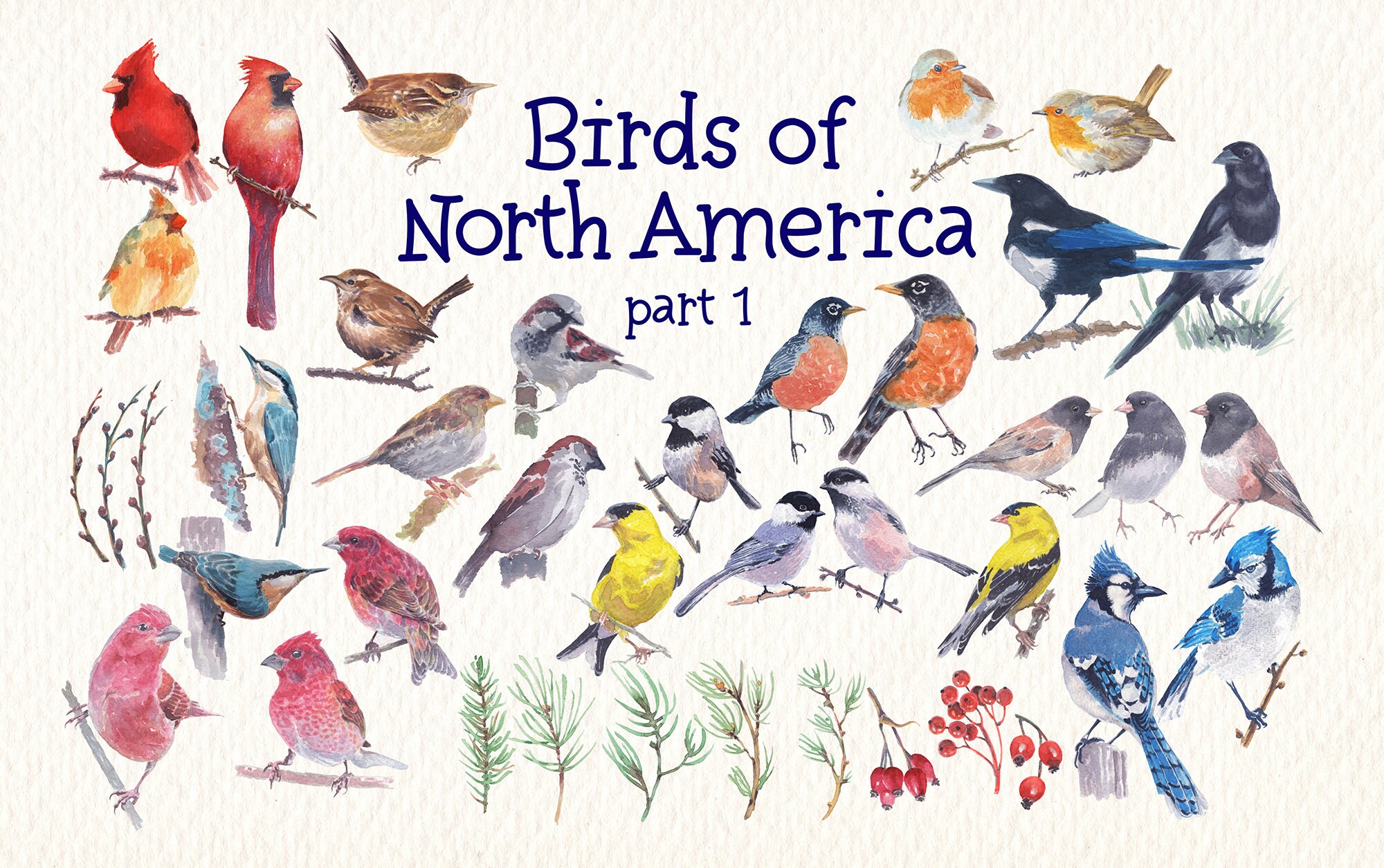 Birds of North America Watercolor Clipart - Etsy