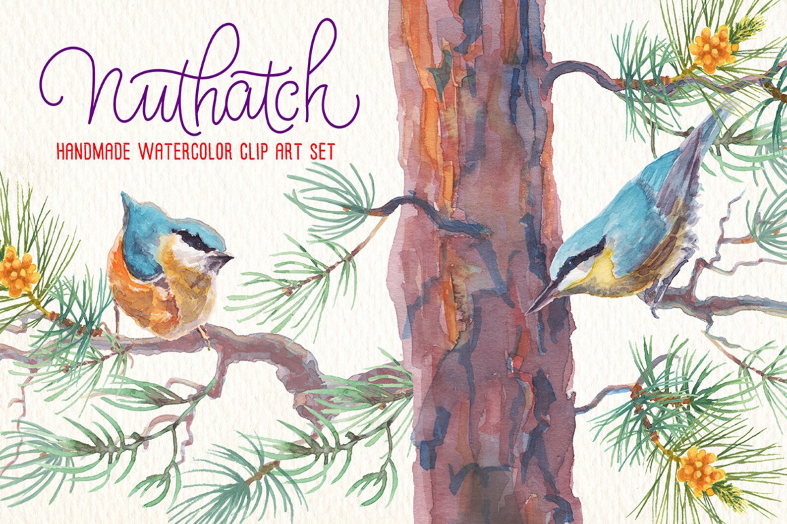 Watercolor Nuthatch Bird Png Clipart. Watercolor Clip Art. Ideal for ...