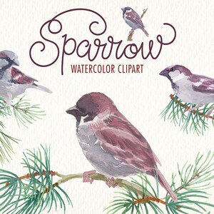 Watercolor Sparrow Bird Png Clipart. Watercolor Clip Art. Ideal for ...