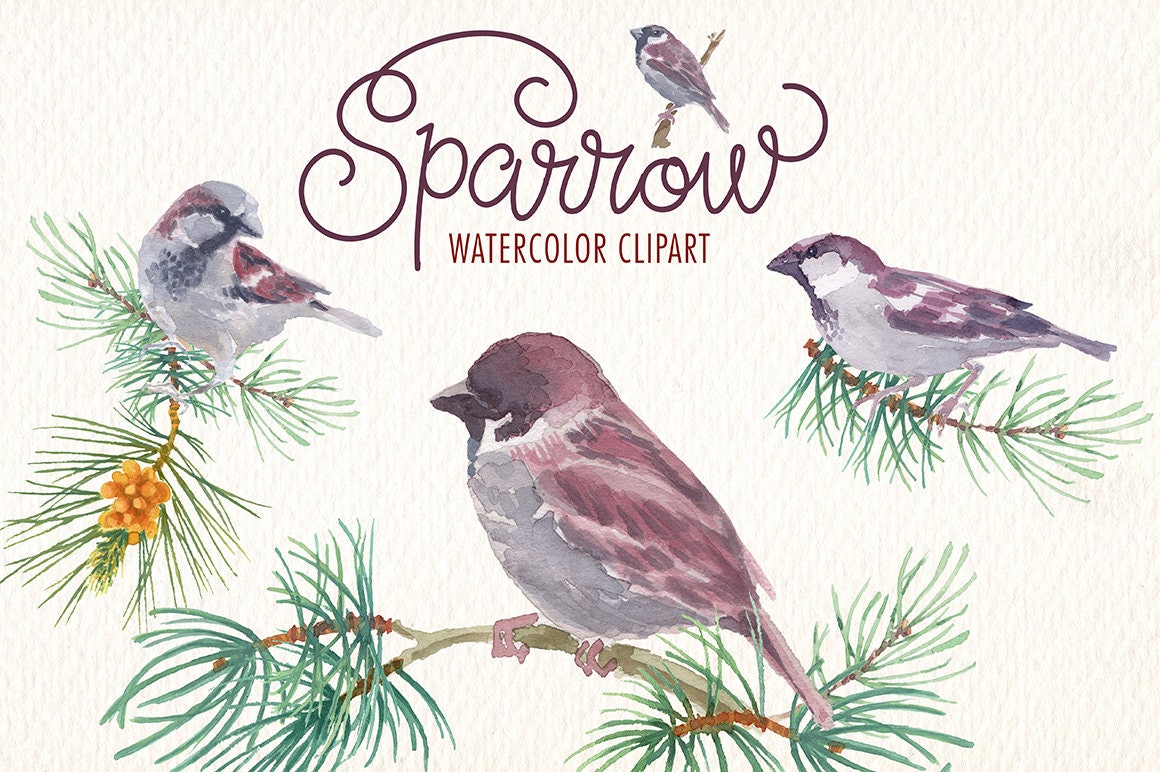 Watercolor Sparrow Bird PNG Clipart Watercolor Clip Art Ideal Printable ...