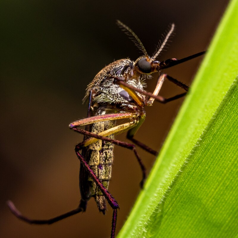 Mosquito Plant - Etsy