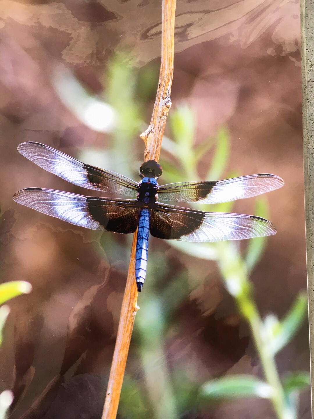 Dragonfly 13x19 “ High Definition Digital Photography Print on ...