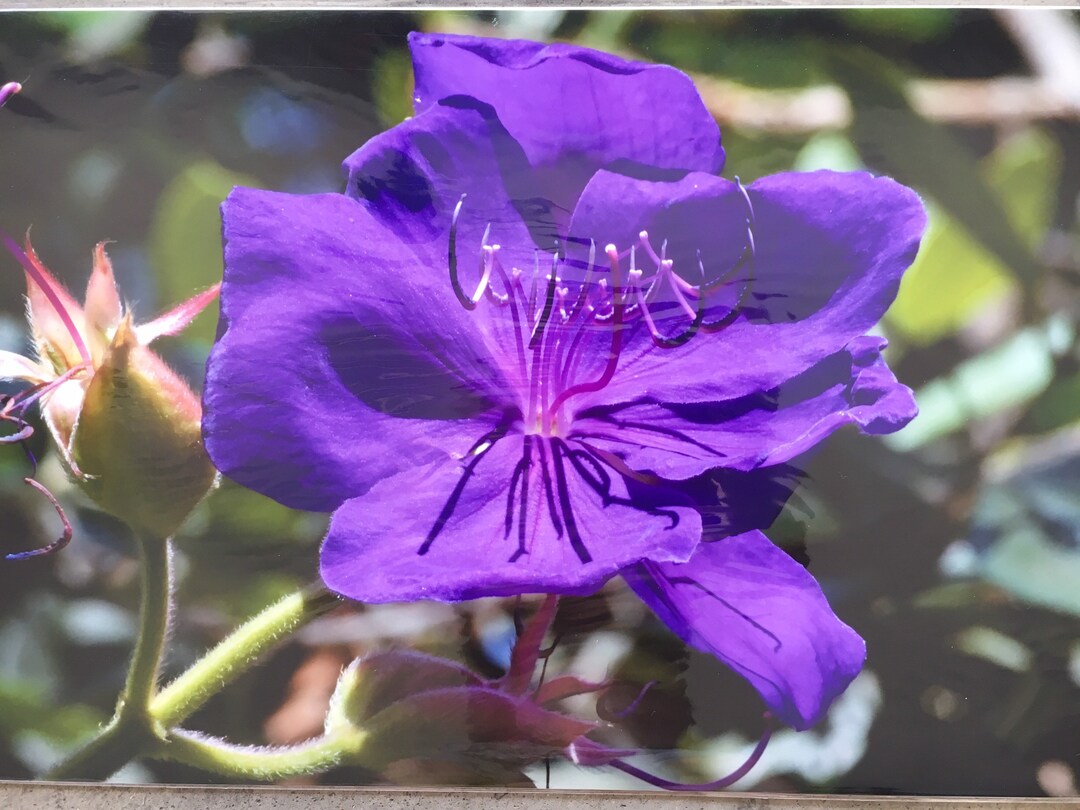Princess Flower-13x19” Photography on Cardboard Paper-nice Home Decor ...