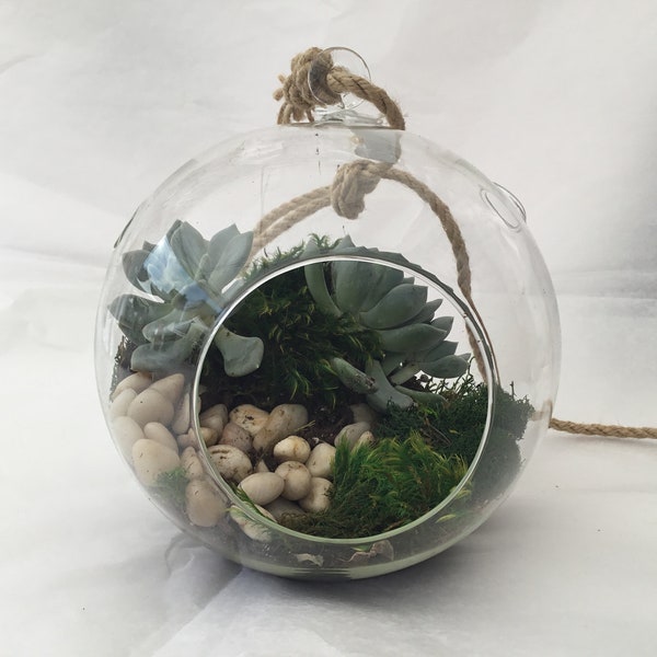 Hanging Terrarium - Etsy