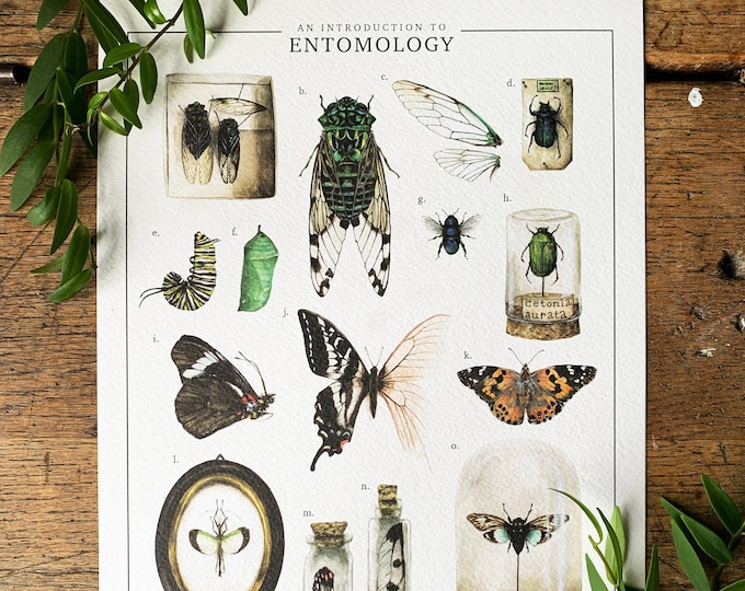 An Introduction to Entomology Art Print - Etsy
