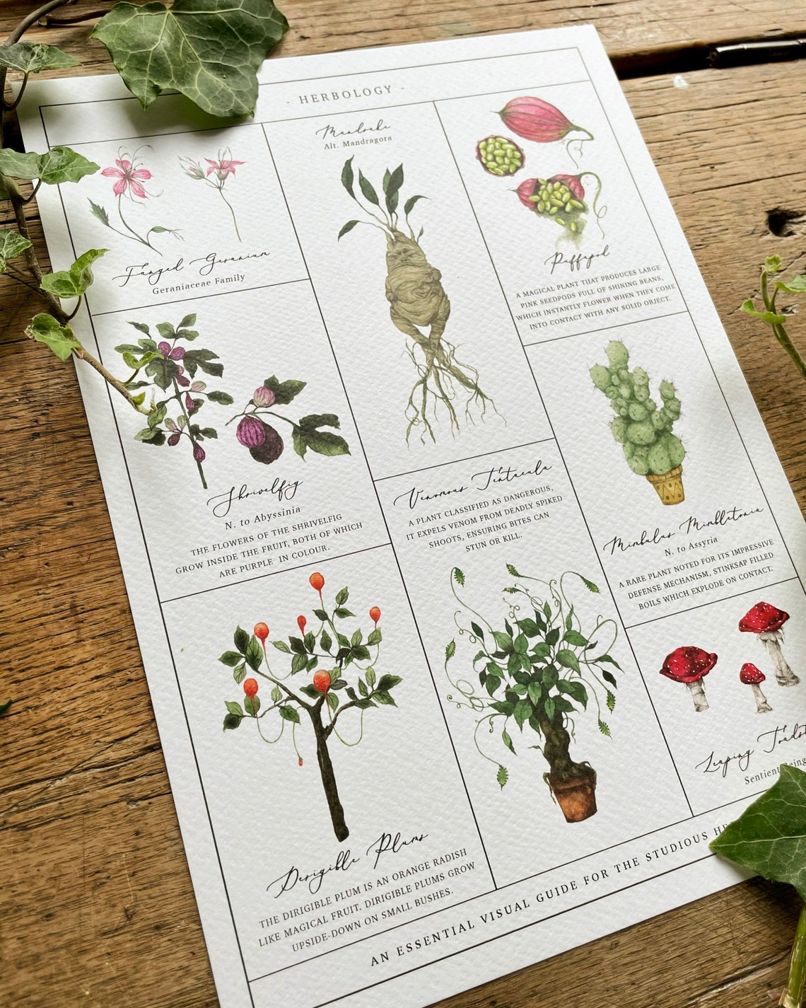 Herbology Chart A4 Print - Etsy