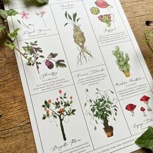 Herbology Chart A4 Print - Etsy