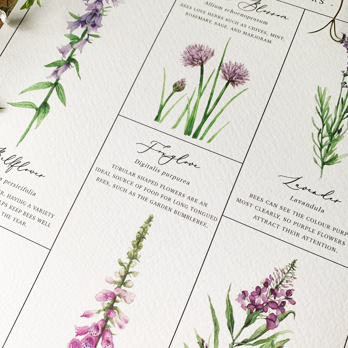 Flowers for Pollinators Chart A3 Print - Etsy UK