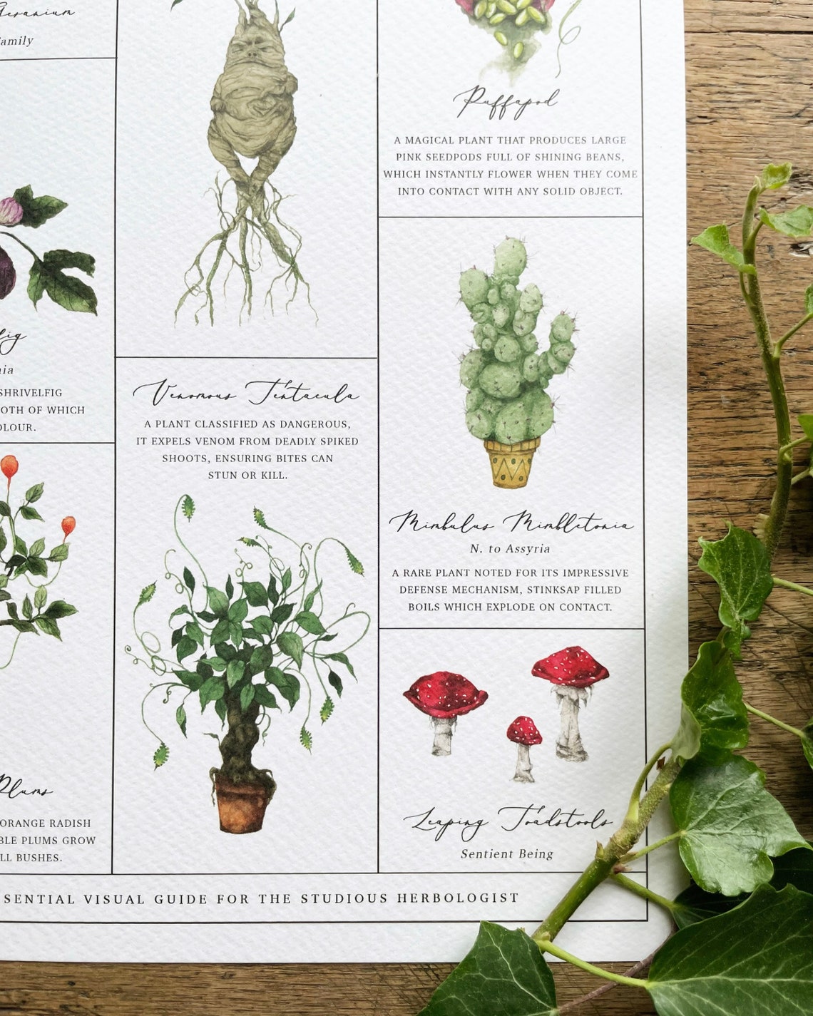 Herbology Chart A4 Print - Etsy