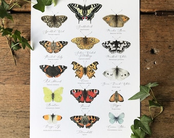 British Butterflies A3 Identification Poster, Insect Chart, Bugs Art ...