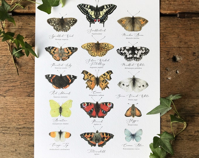 British Butterflies A3 Identification Poster, Insect Chart, Bugs Art ...