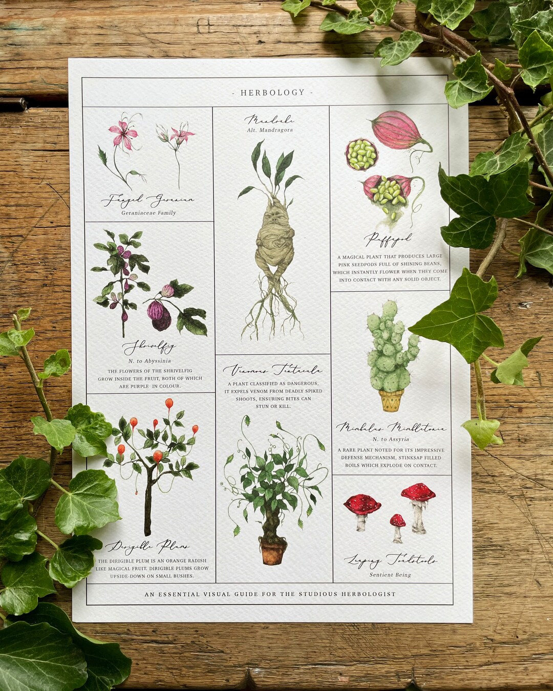 Herbology Chart A4 Print - Etsy