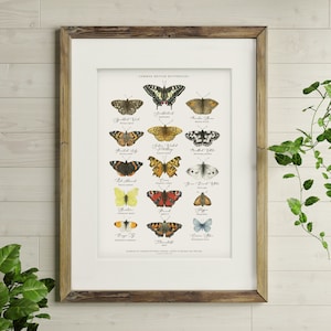 British Butterflies Chart A4 Print - Etsy UK