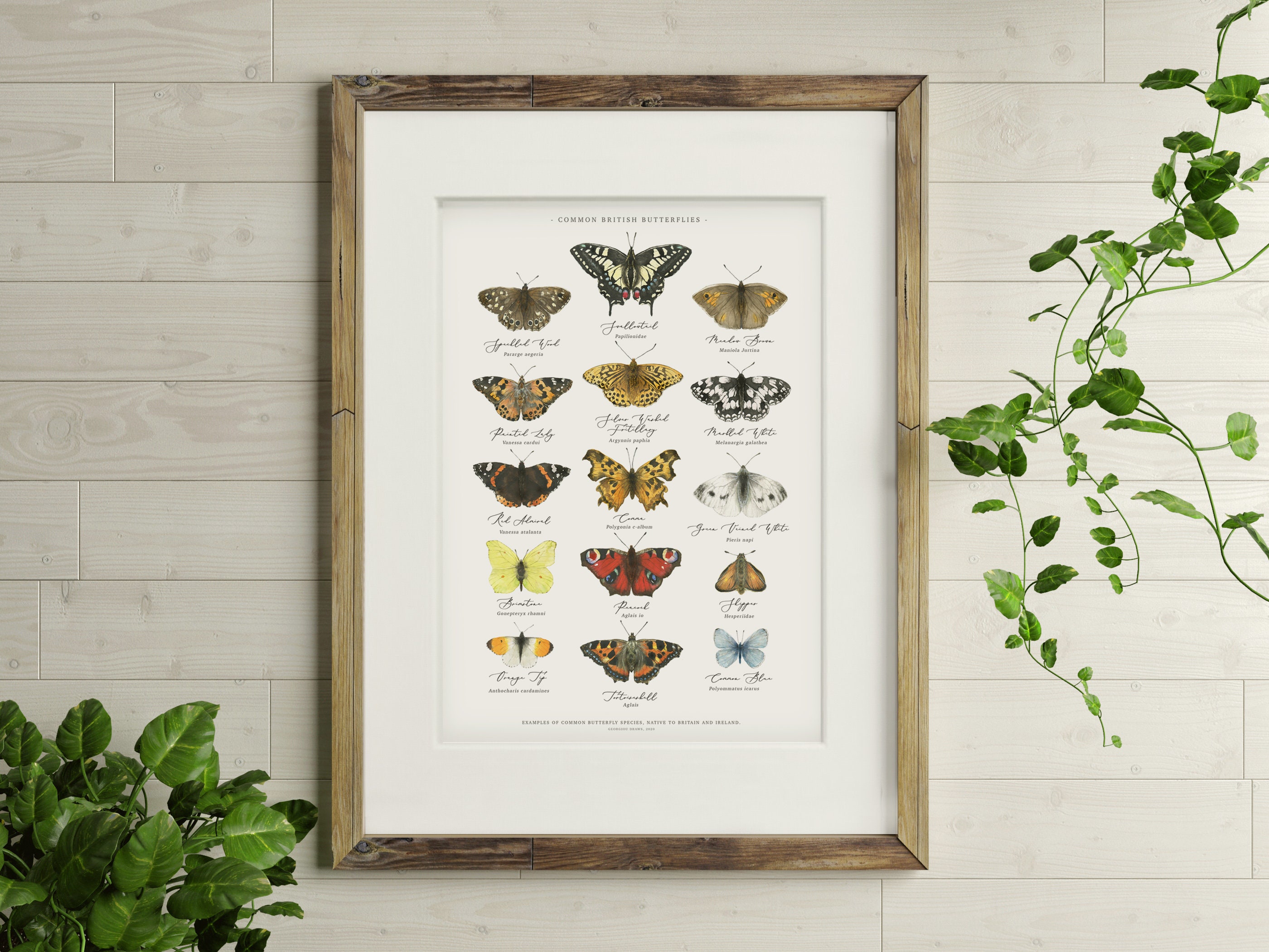British Butterflies Chart A4 Print | Etsy
