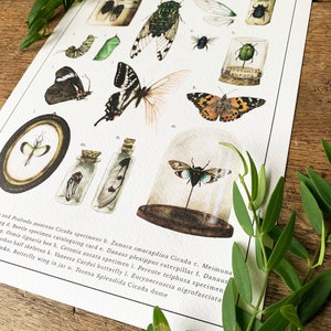 An Introduction to Entomology Art Print - Etsy