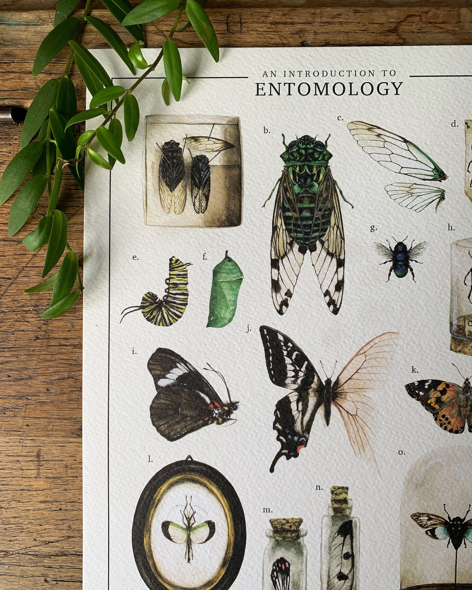 An Introduction to Entomology Art Print - Etsy