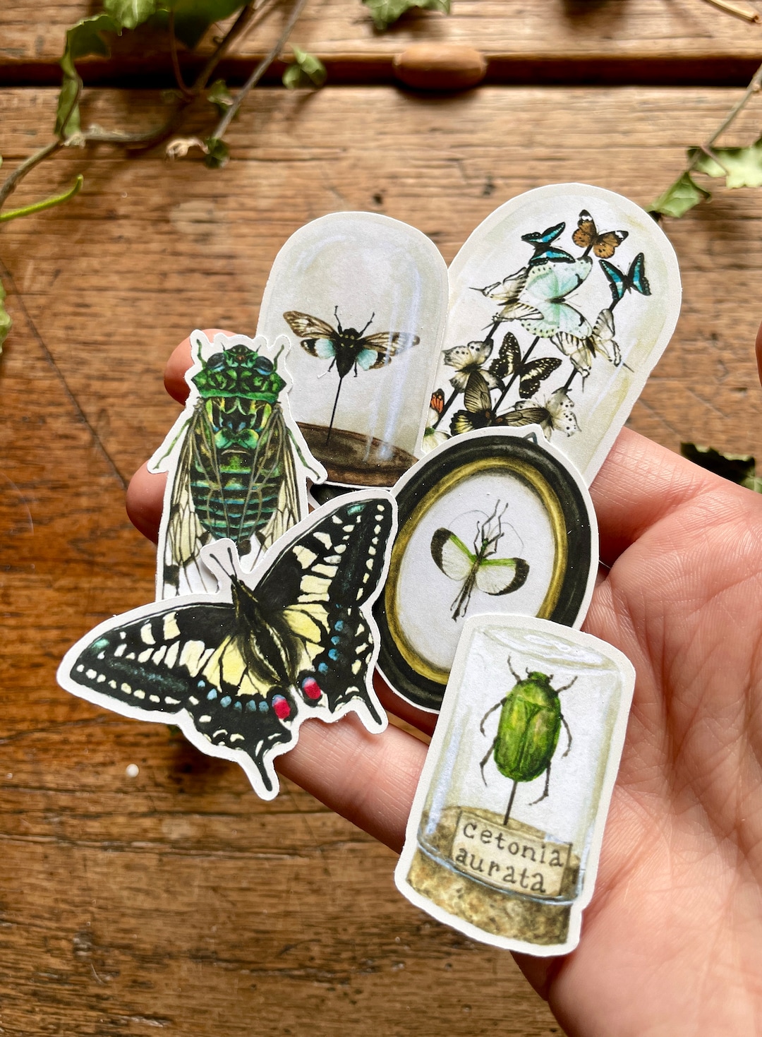 Entomology Matt Vinyl Sticker Set | Curious Nature Oddities Art - Etsy