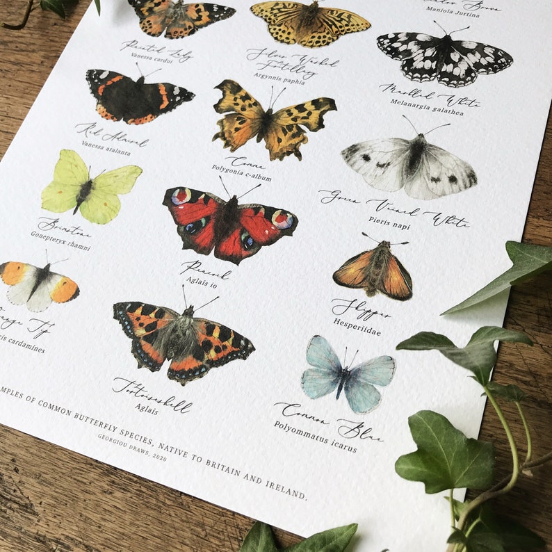 British Butterflies Chart A3 Print | Etsy UK