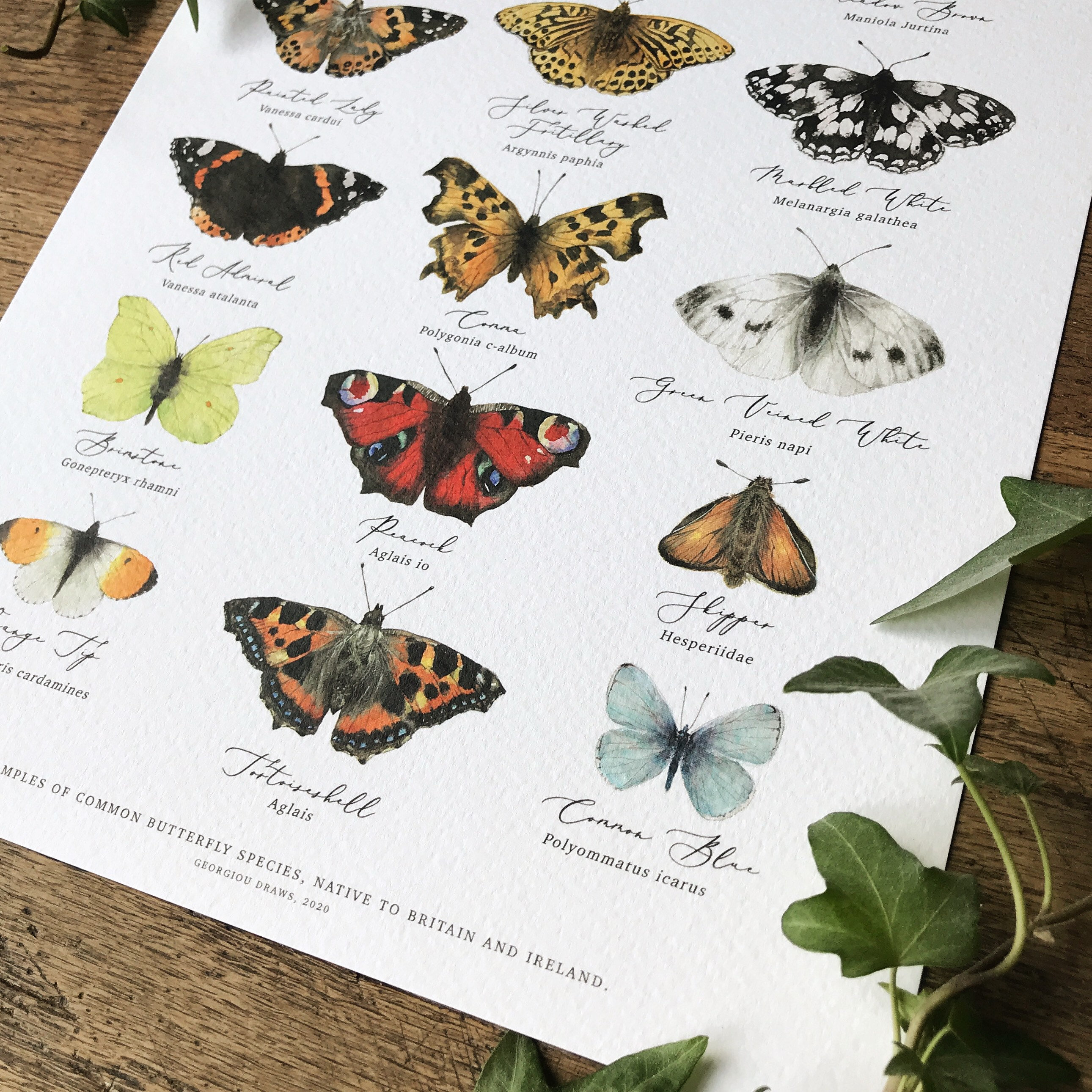 British Butterflies Chart A3 Print | Etsy UK