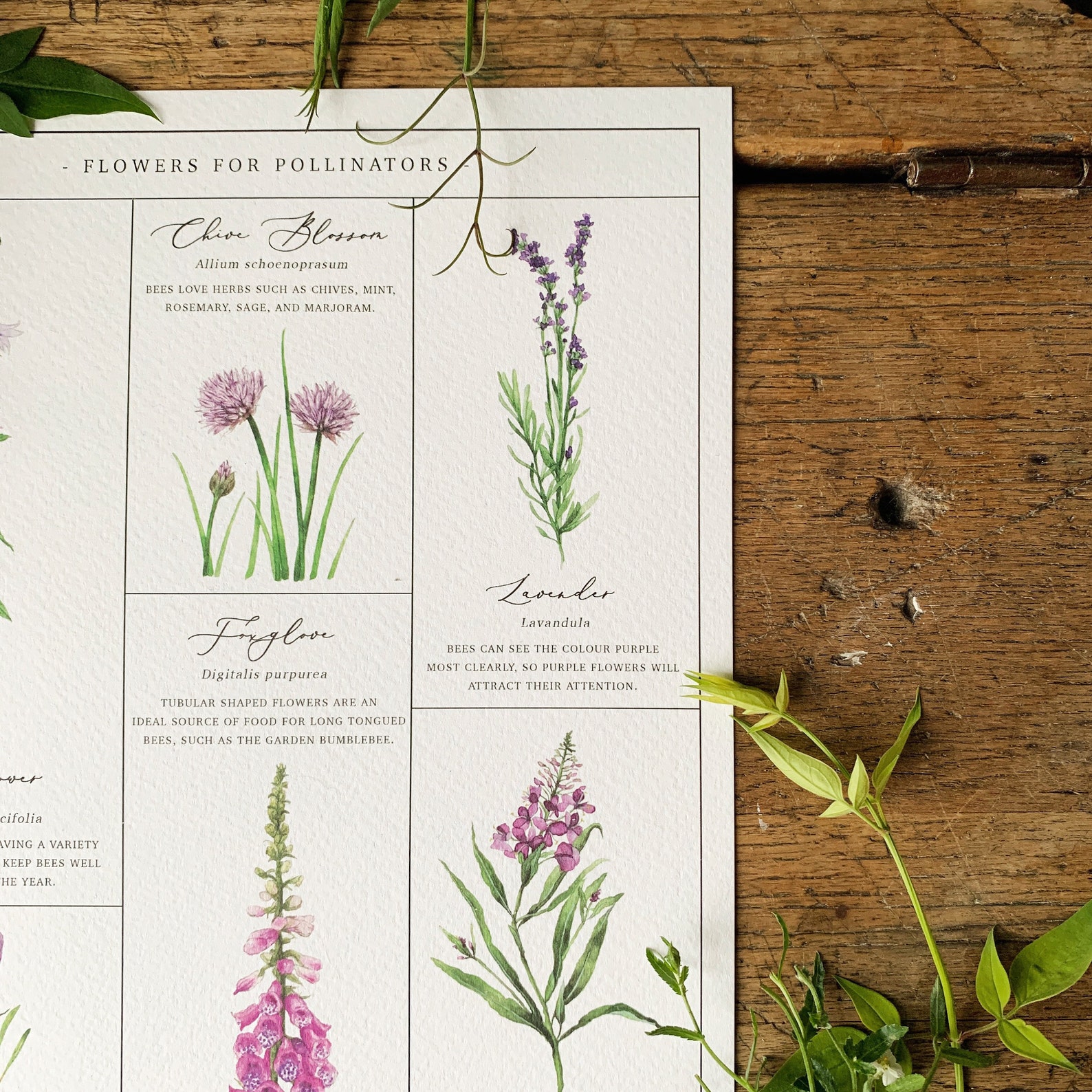 Flowers for Pollinators Chart A4 Print - Etsy UK