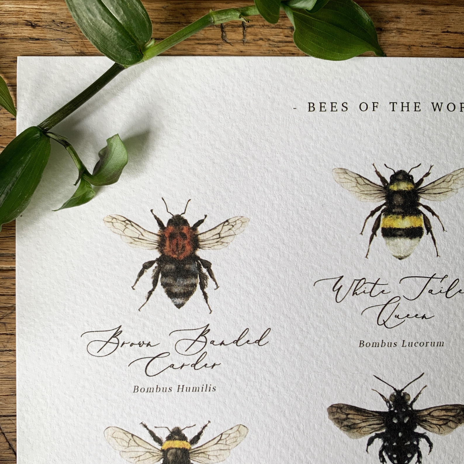 Bees of the World Chart A4 Print - Etsy UK