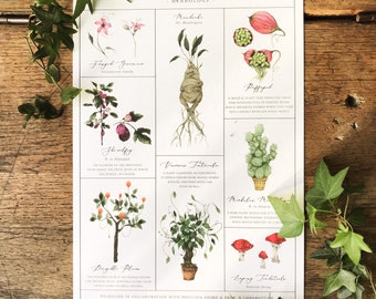 Herbology Chart A4 Print Set | Etsy