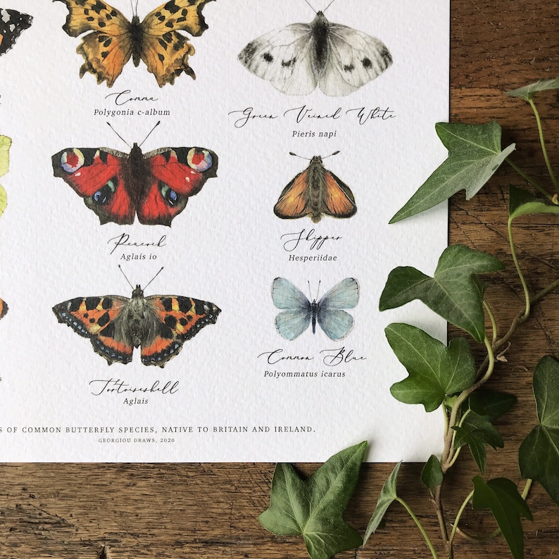 British Butterflies Chart A4 Print - Etsy UK