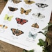 British Butterflies Chart A4 Print - Etsy UK