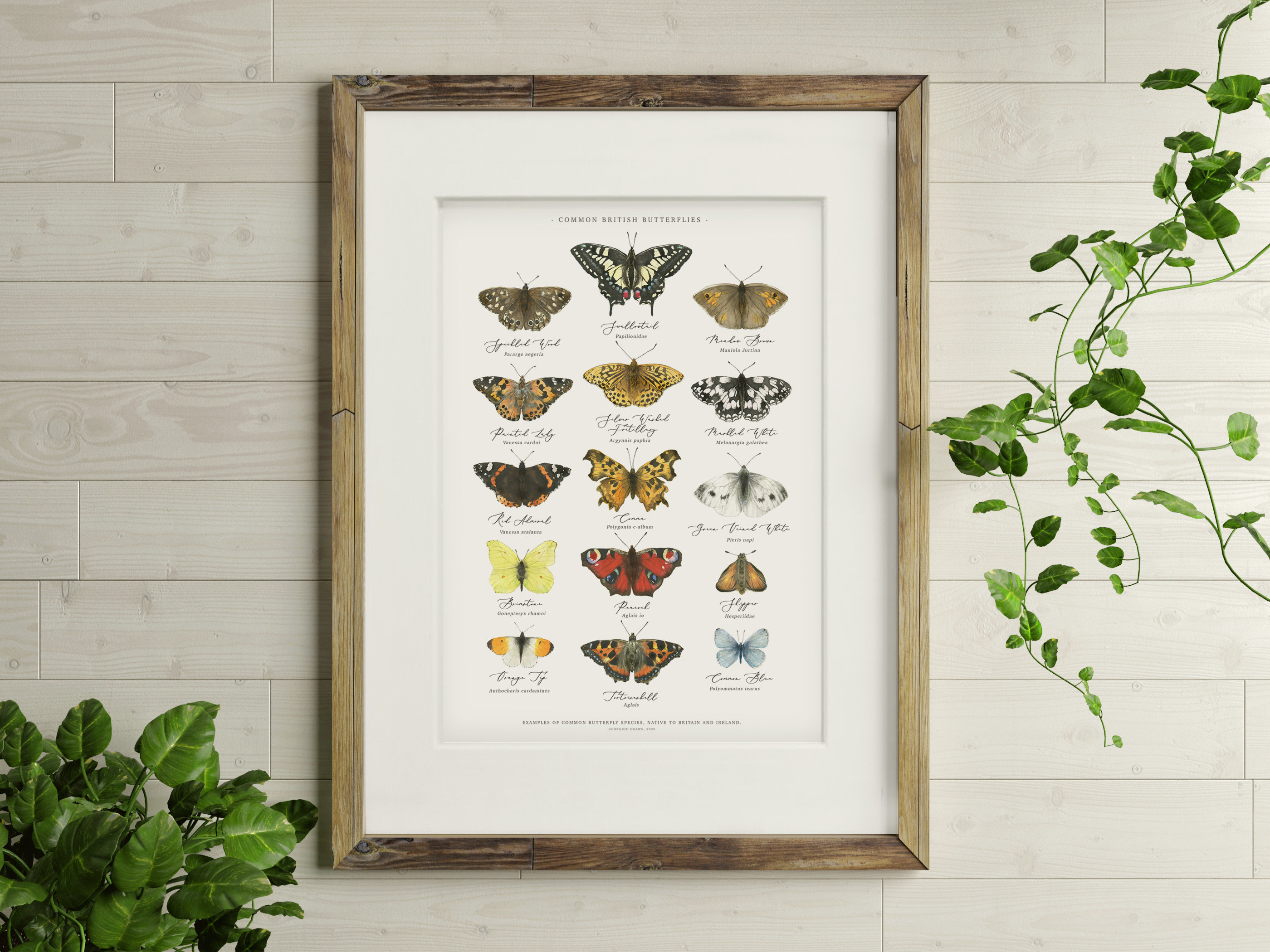 British Butterflies Chart A3 Print | Etsy UK