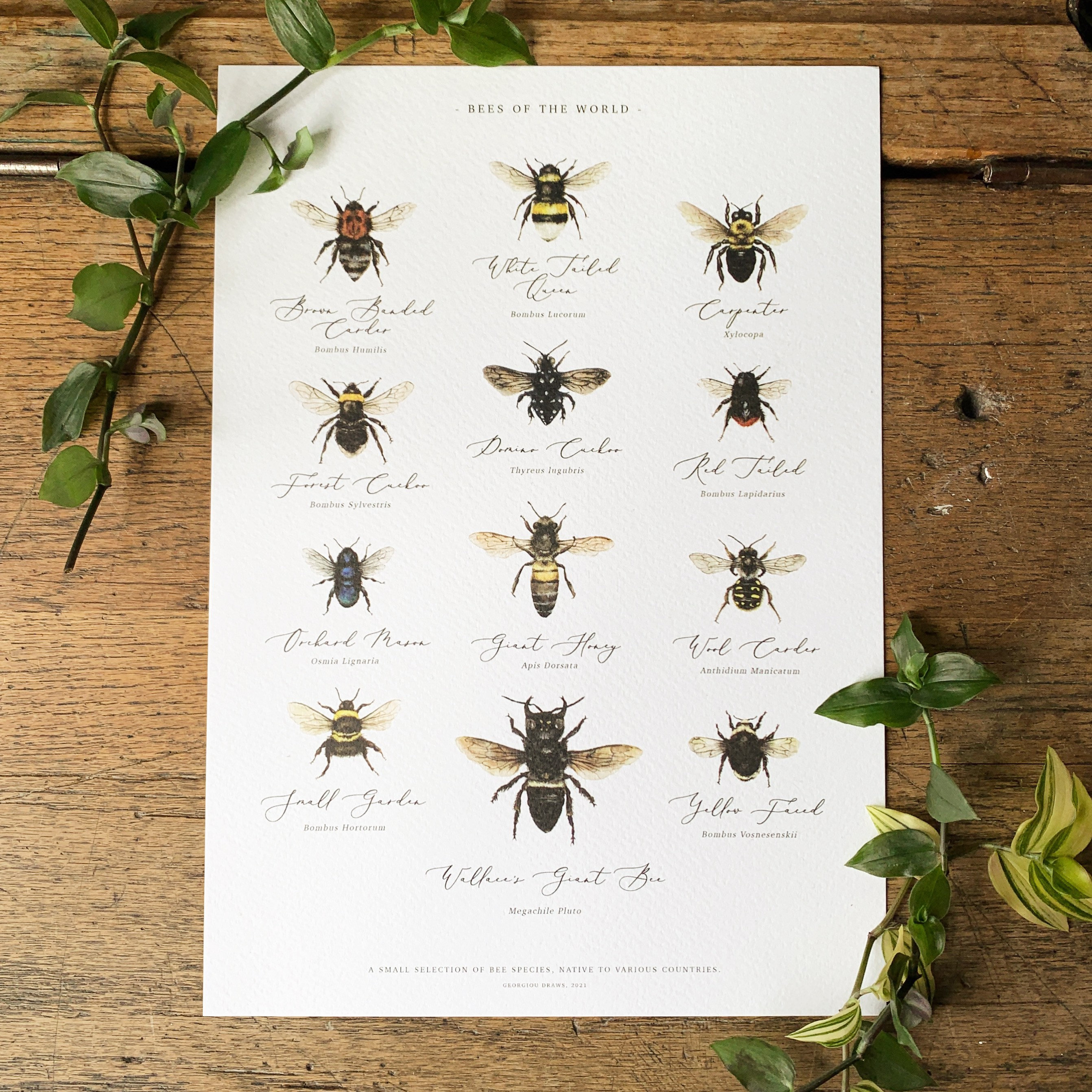 Bees of the World Chart A4 Print - Etsy UK