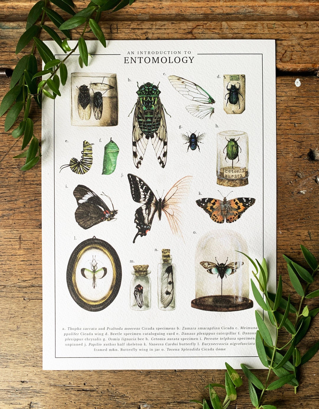 An Introduction to Entomology Art Print - Etsy