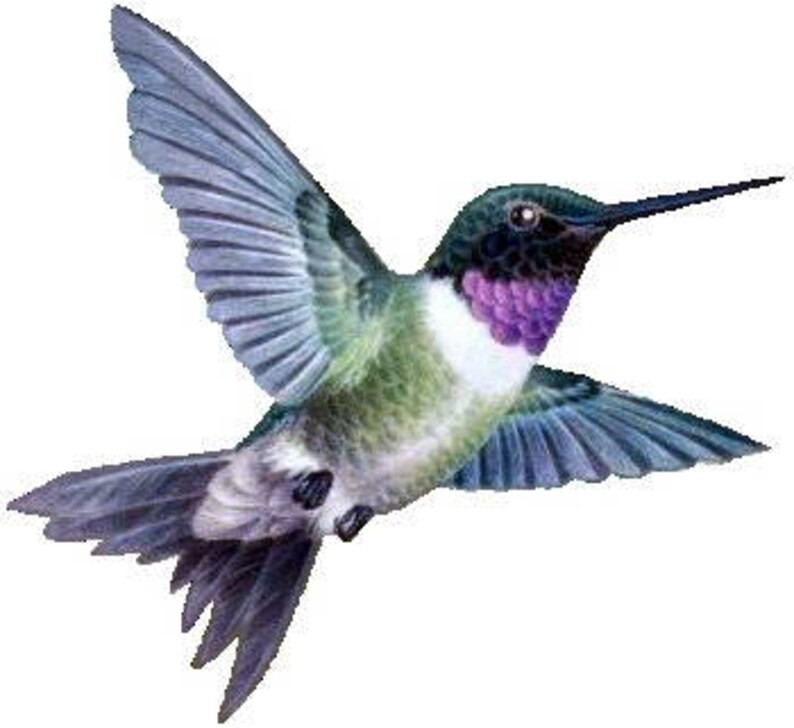 Humming Bird Cross Stitch Pattern - Etsy