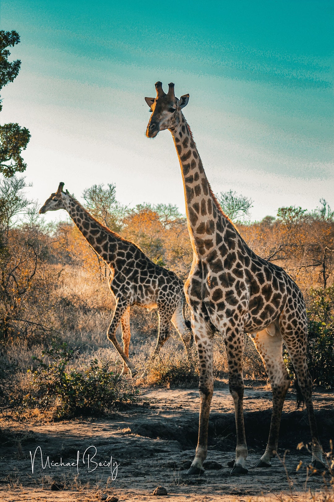 Giraffe Family on South Africa Safari - Etsy