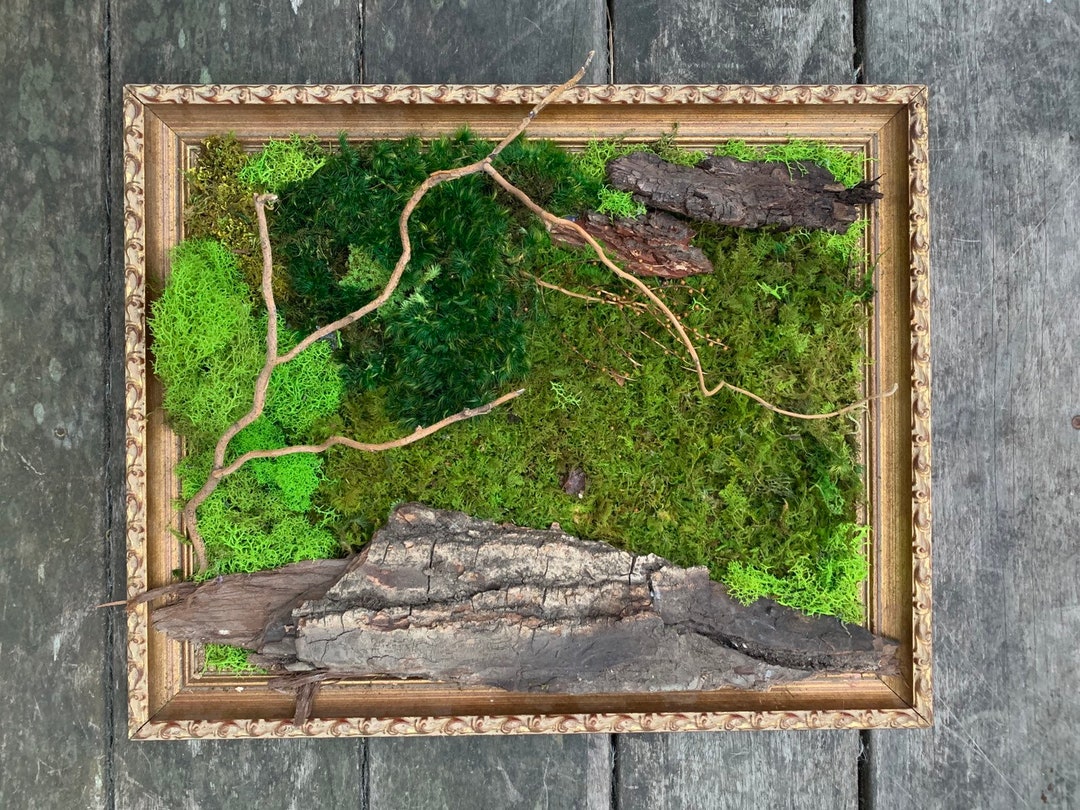 Moss Art in Vintage Frame - Etsy