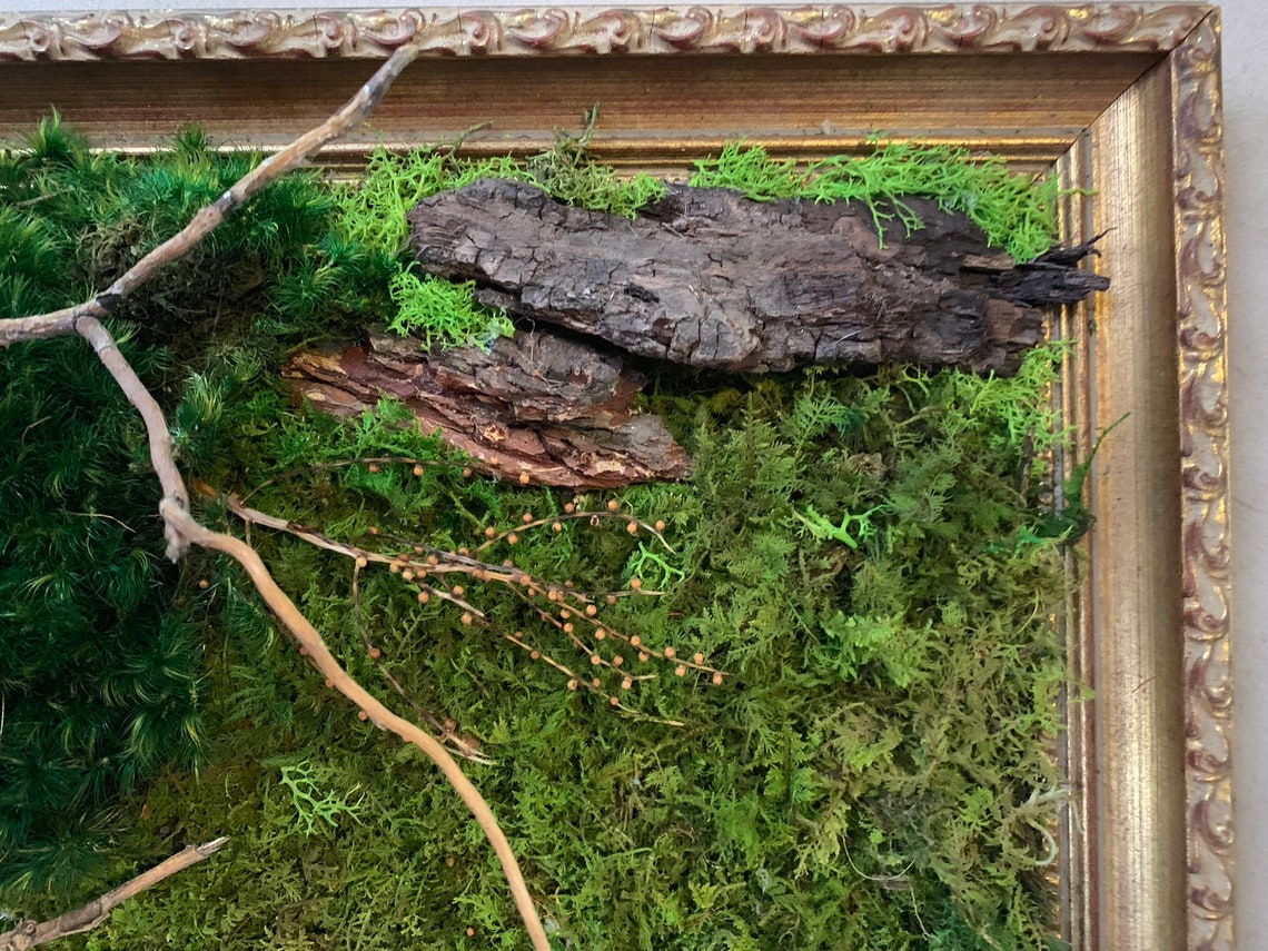 Moss Art in Vintage Frame - Etsy