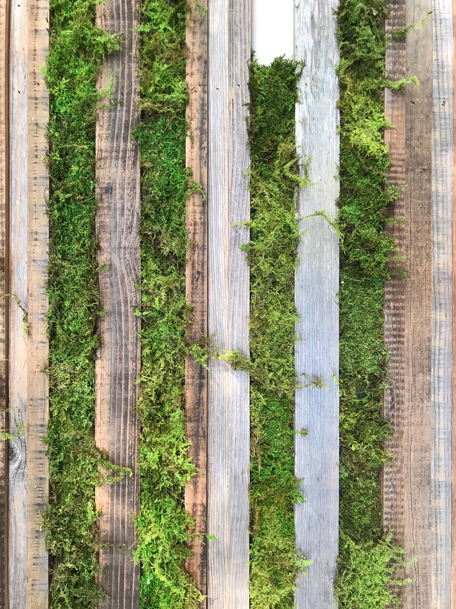 Hanging Garden / Moss Art - Etsy