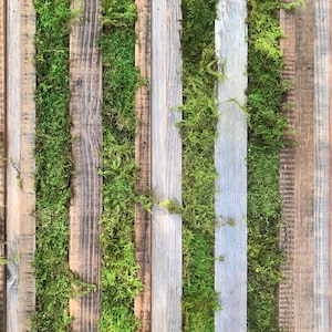 Hanging Garden / Moss Art - Etsy