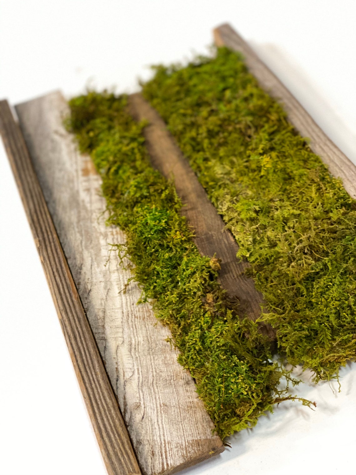 Mini Wall Garden / Moss Art - Etsy