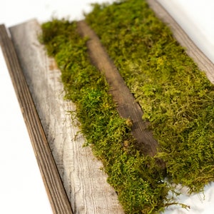 Mini Wall Garden / Moss Art - Etsy