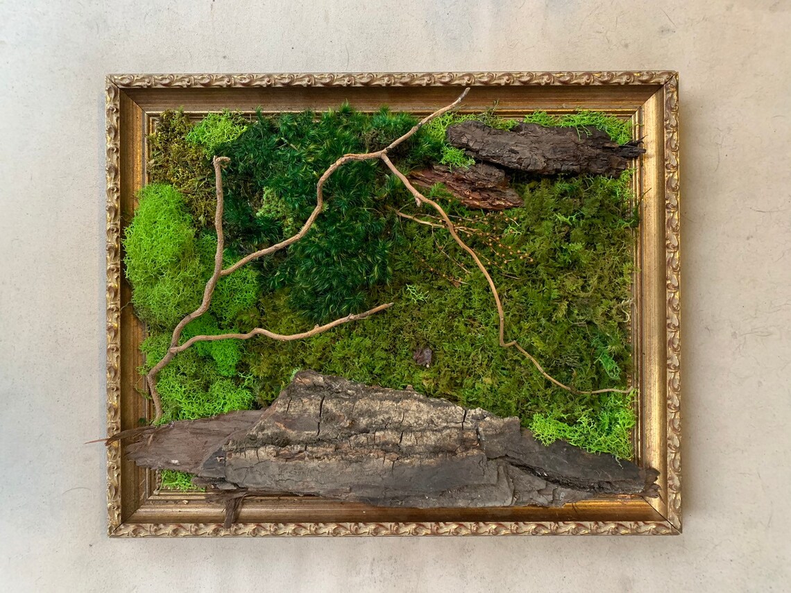 Moss Art in Vintage Frame - Etsy
