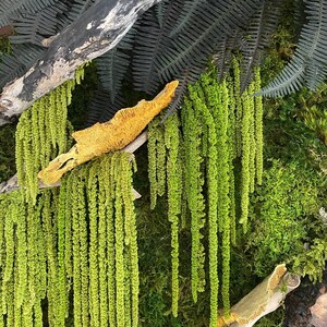 Hanging Jungle/ Walnut Slabs - Etsy