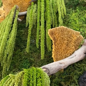 Hanging Jungle/ Walnut Slabs - Etsy