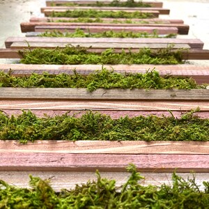 Rosy Hanging Garden Moss Wall Art - Etsy