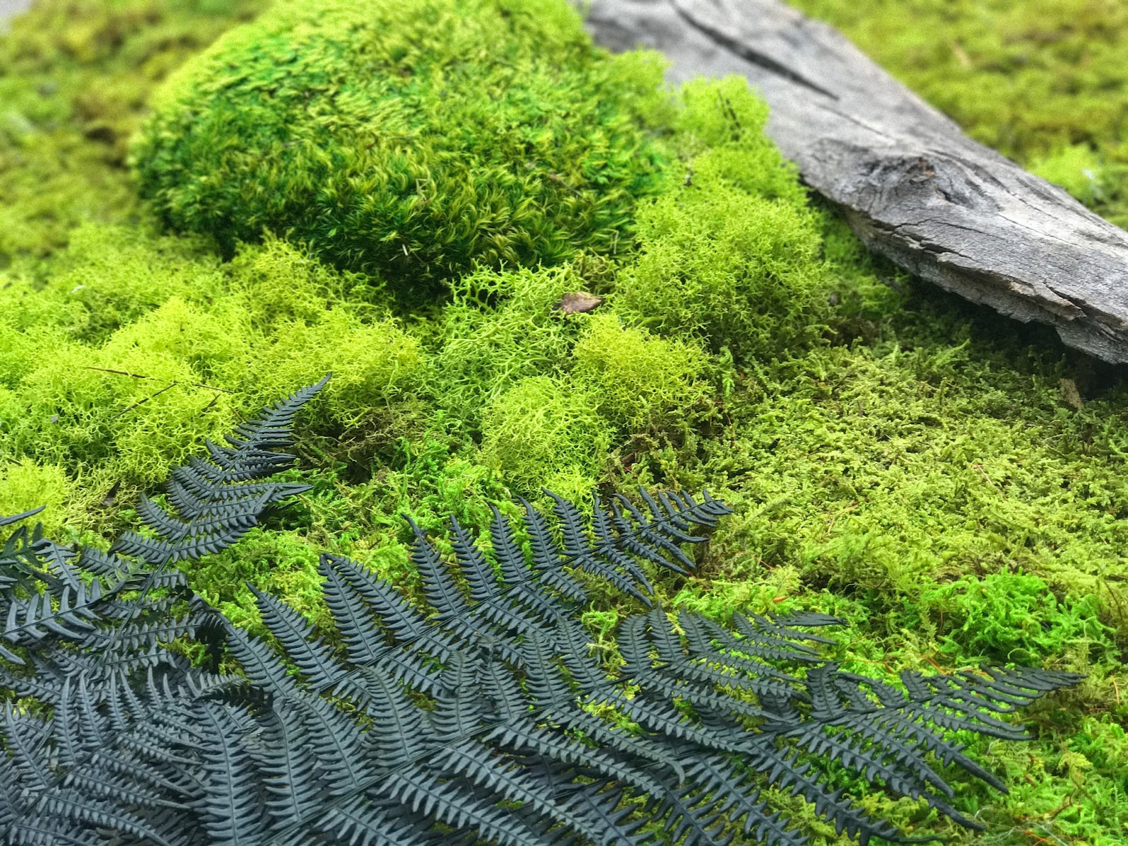 Moss and Fern Wall Art - Etsy