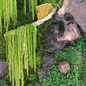 Hanging Jungle/ Walnut Slabs - Etsy