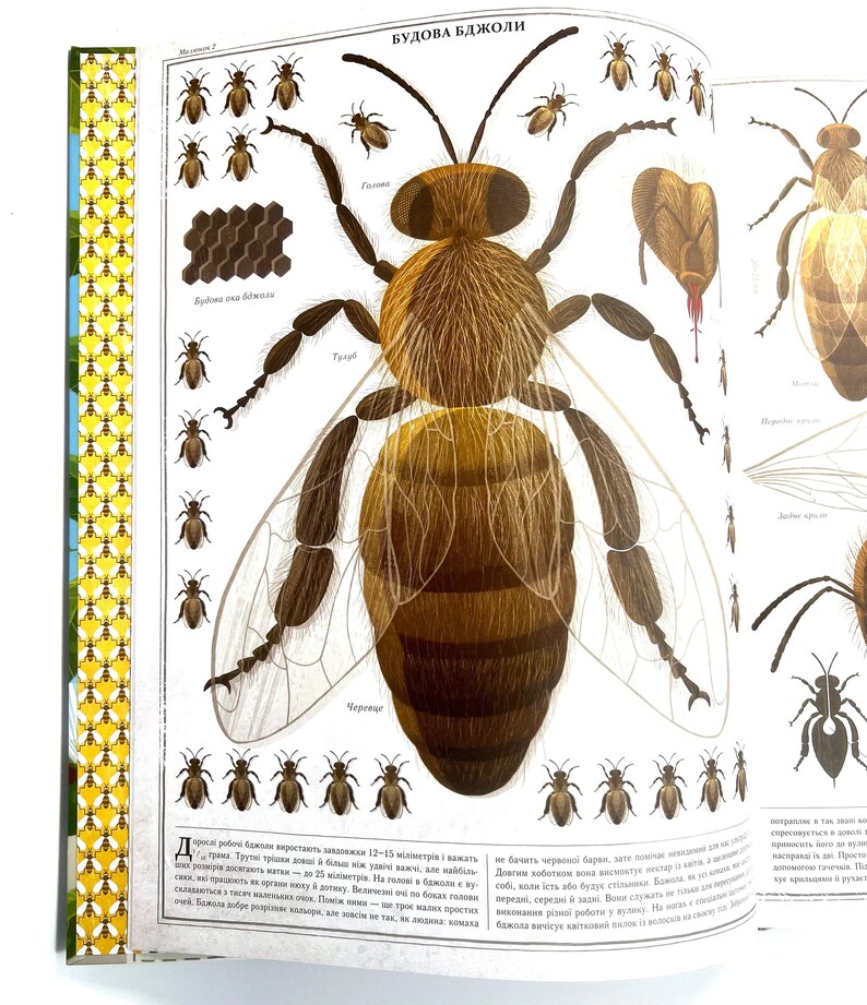 Ukrainian Book. bees. Encyclopedia. Big Format. - Etsy