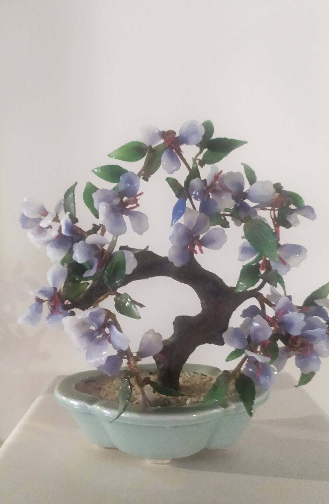 Banzai Chinese Jade Tree - Etsy