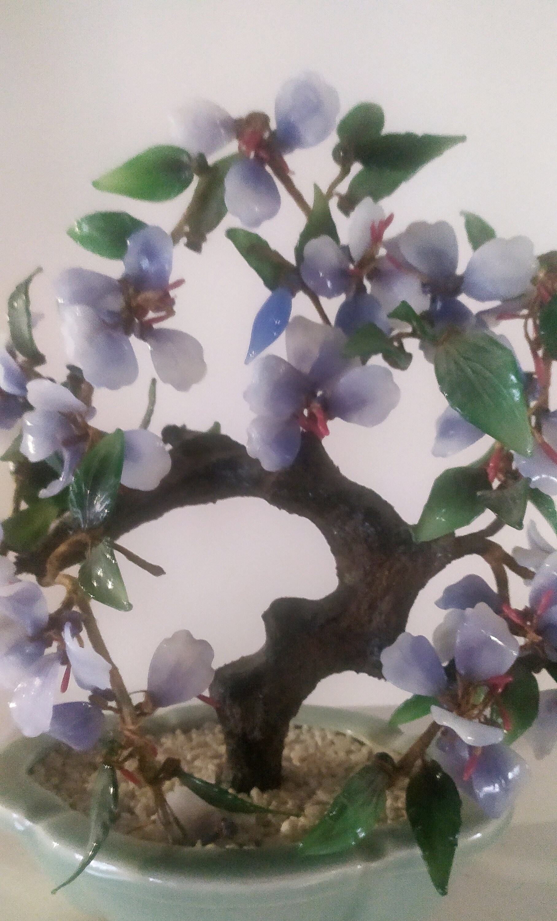 Banzai Chinese Jade Tree - Etsy